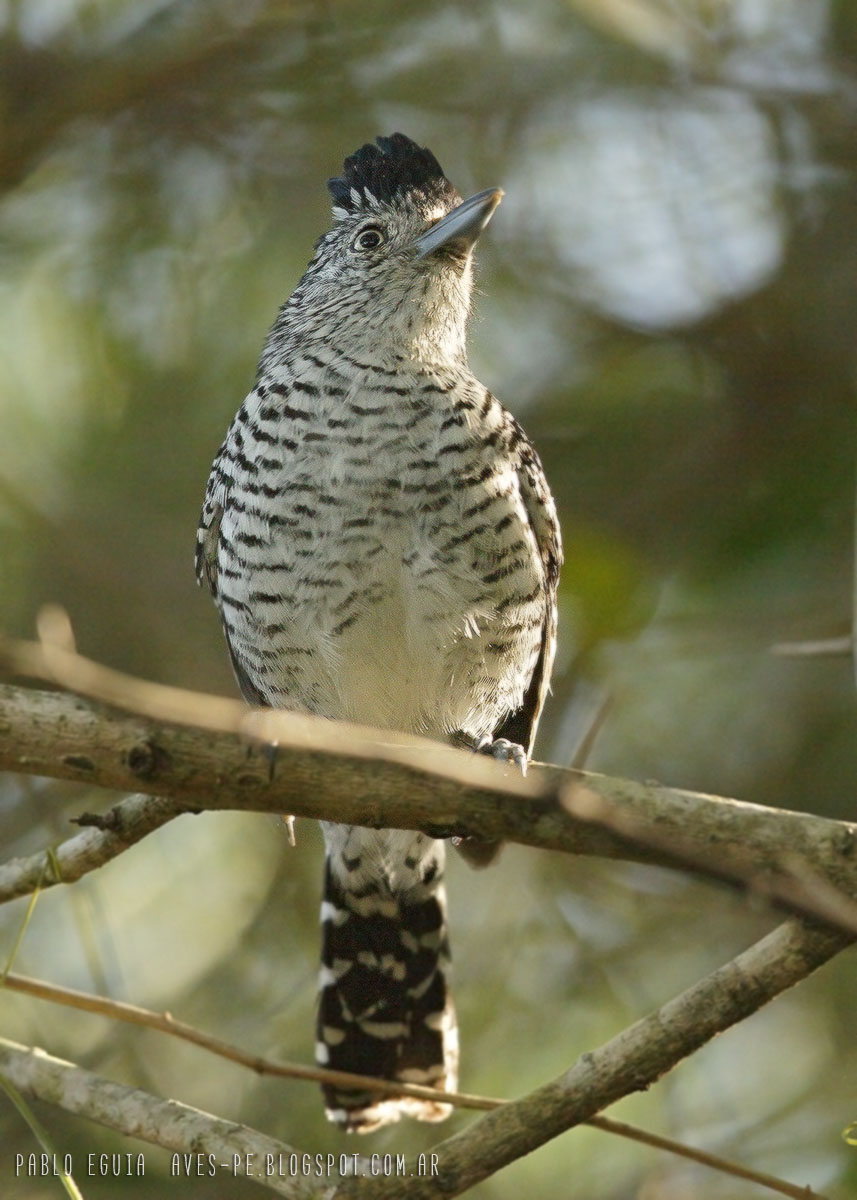 mis fotos de aves: Thamnophilus doliatus Choca Listada Barred Antshrike