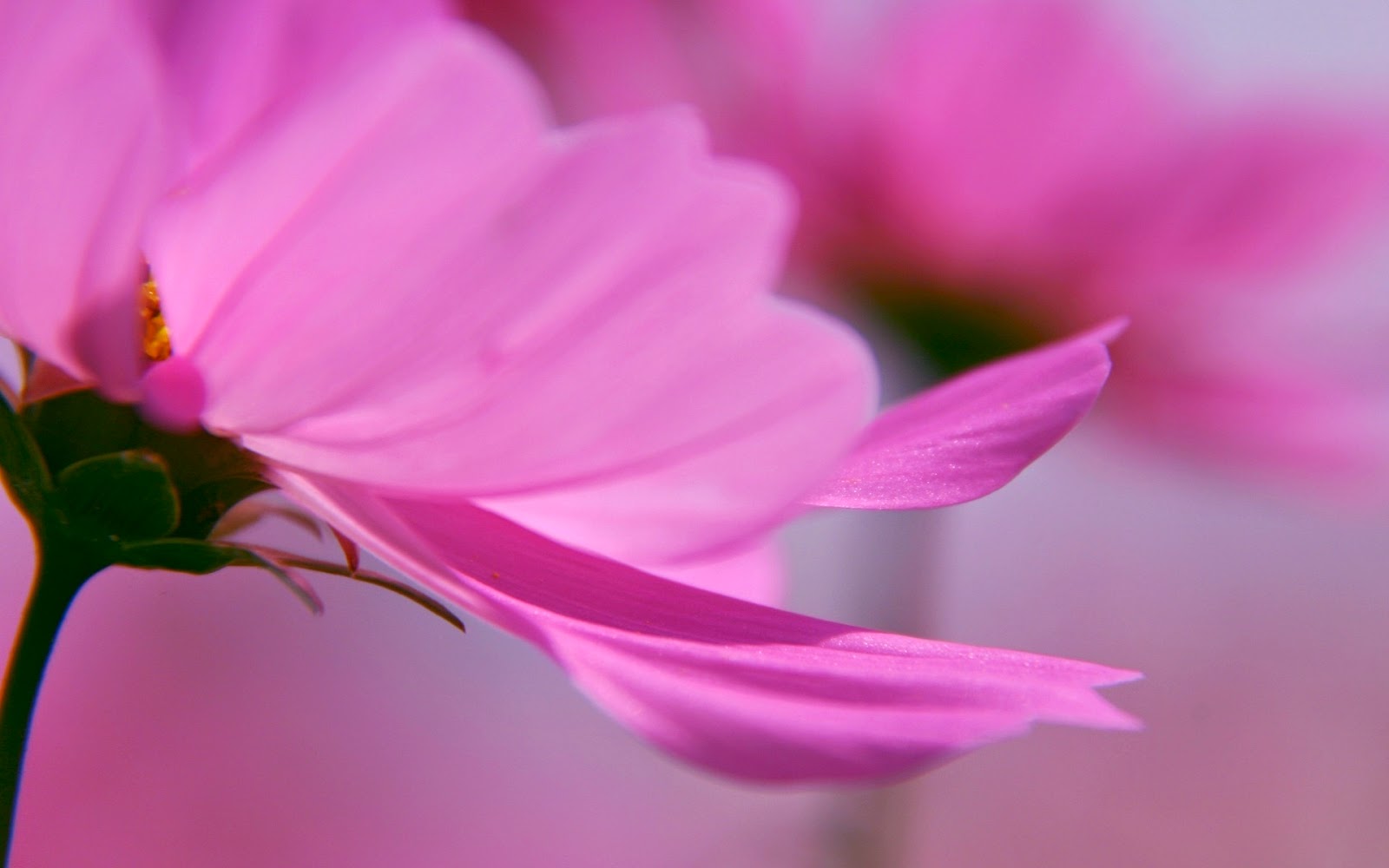 #8 Nice Flowers HD Wallpapers | podniebnyblog