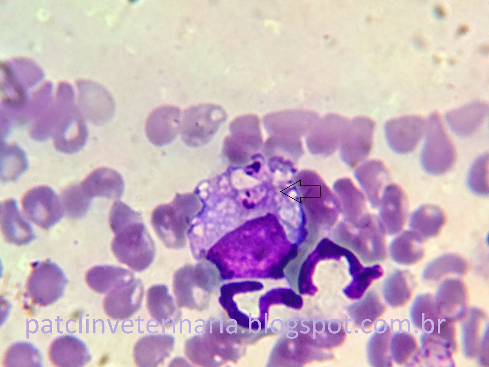 PATOLOGIA CLÍNICA VETERINÁRIA: Amastigotas de Leishmania spp. em sangue ...