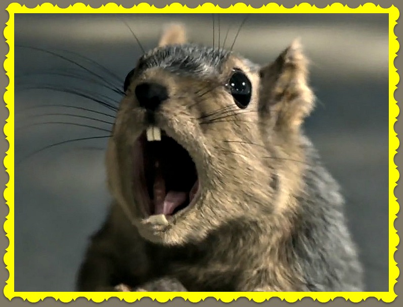 Screaming Squirrel