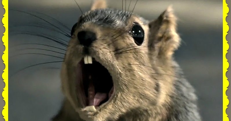 Screaming Squirrel Meme