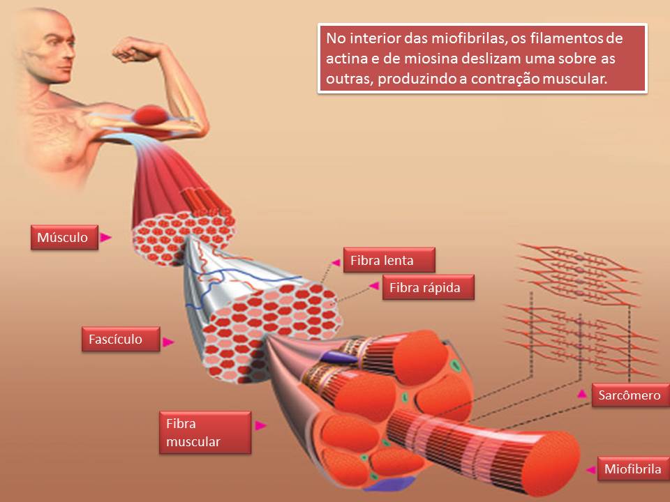 Fisiologia Fantástica: O que as fibras musculares de Usain Bolt tem a ...