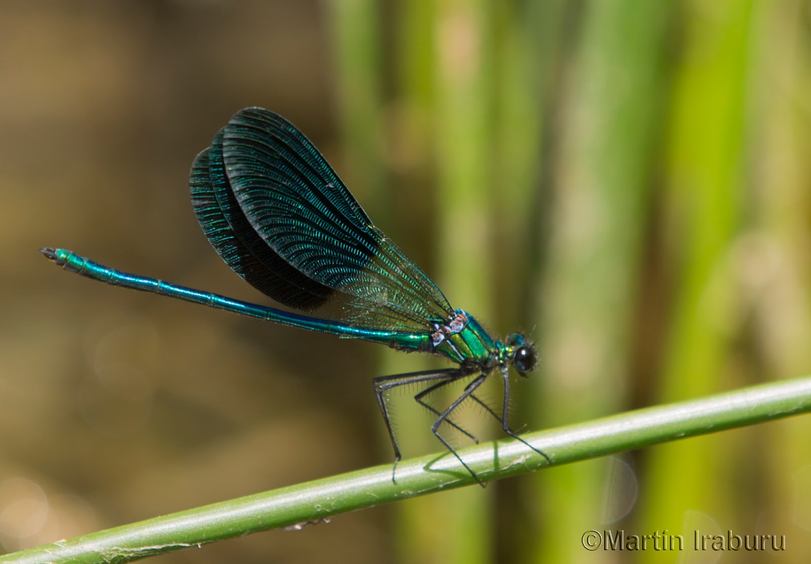 Martín Iraburu Fotografía: Libélula