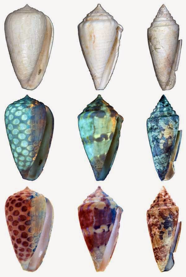 Stanley's pictures: She Sells Seashells By The Seashore,