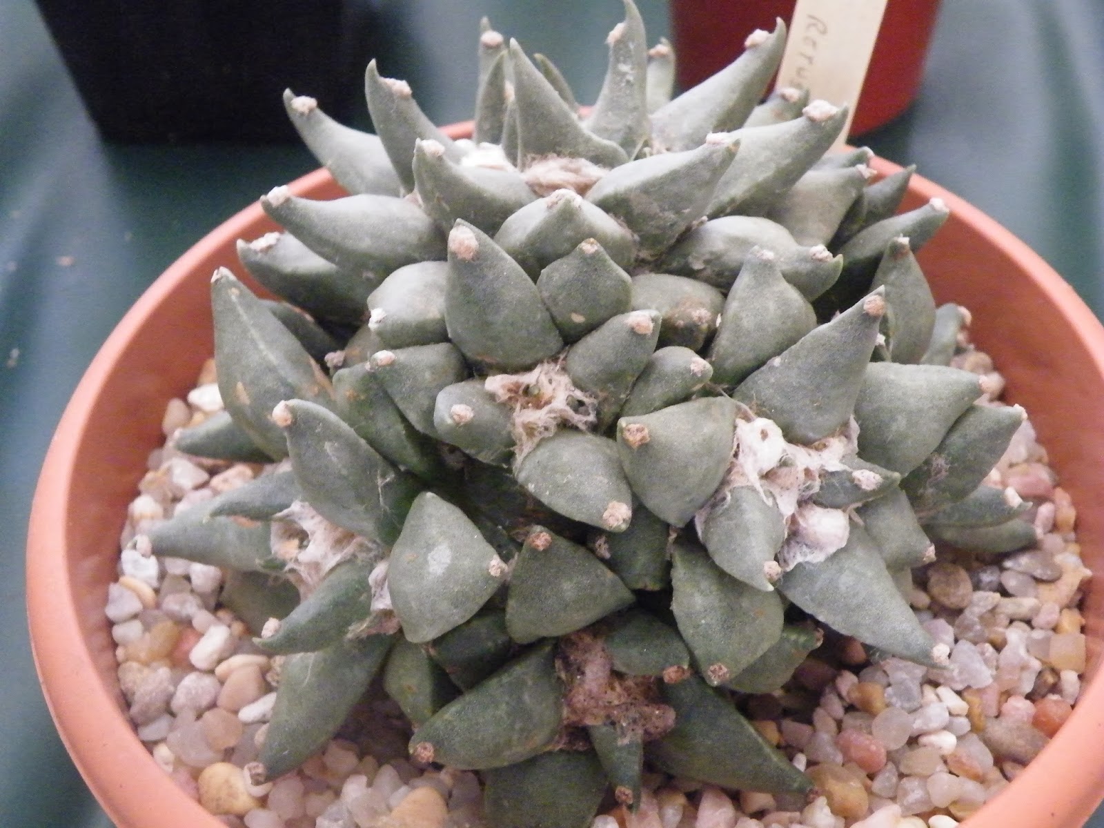 The cactus and Succulent Society of Malta