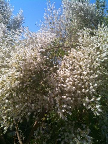 Belas da Natureza: Mirra