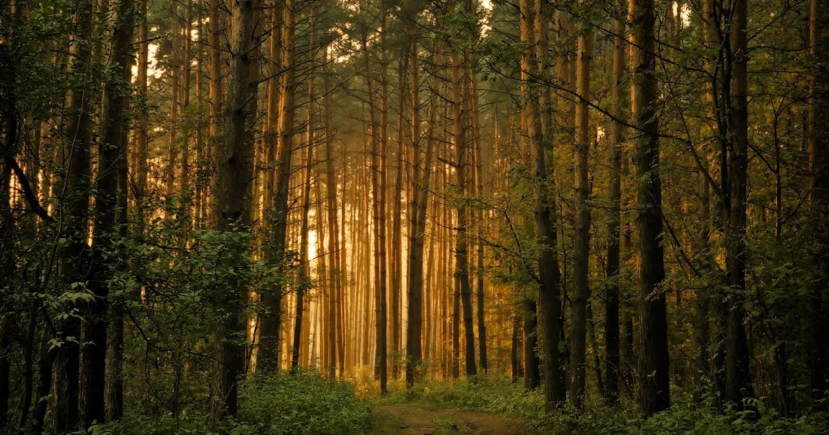 Jenis-Jenis Hutan Di Indonesia