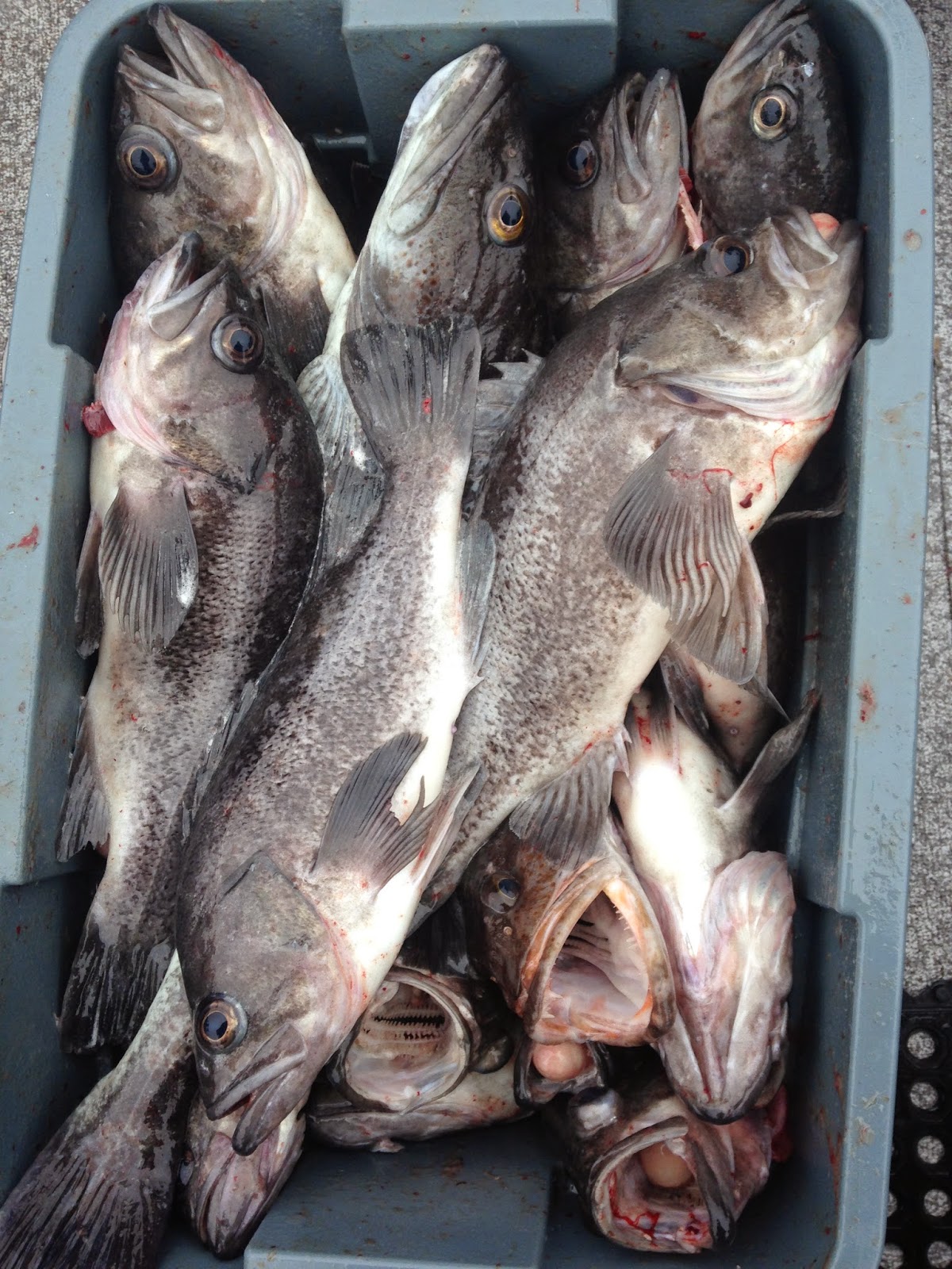 Brookings, Oregon, Fishing Charters: Lingcod and rockfish action ...