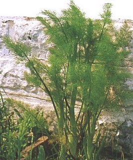 CALDEIRÃO DE PLANTAS MEDICINAIS: Funcho