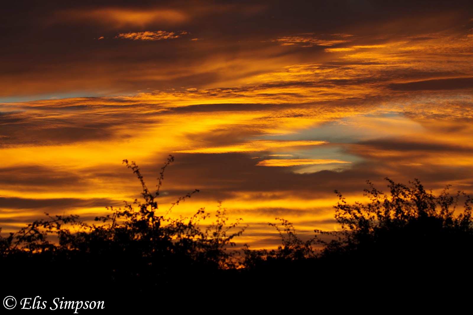 Rick Simpson Birding: Norfolk.