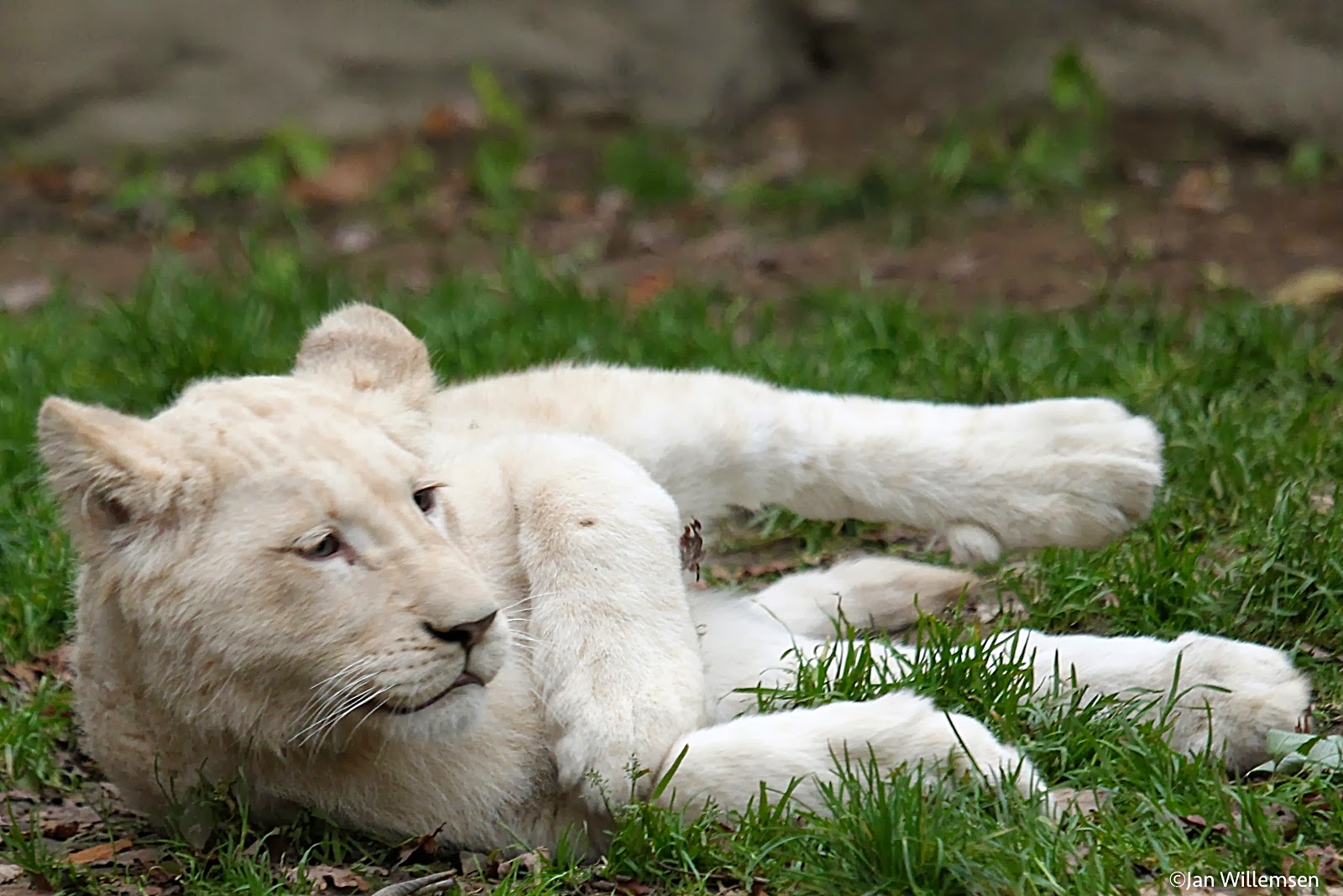 Jan Willemsen Fotografie: ZOO Ouwehands Dierenpark Rhenen