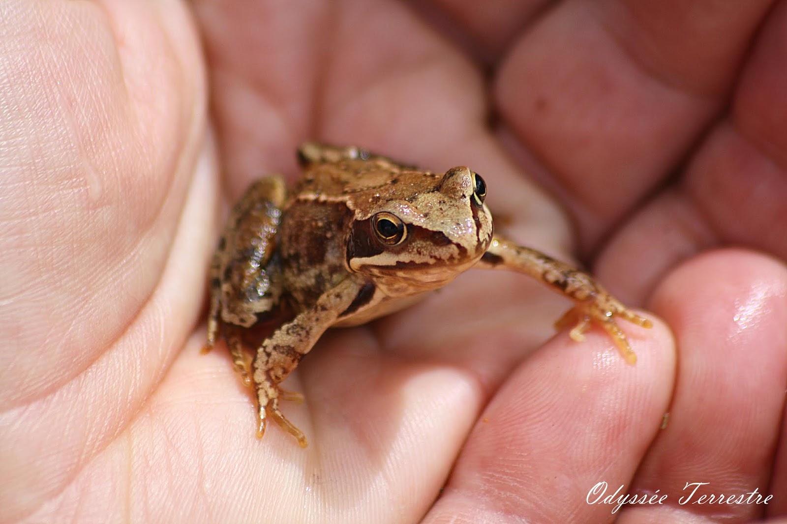Dans la peau de la grenouille rousse (Rana temporaria)