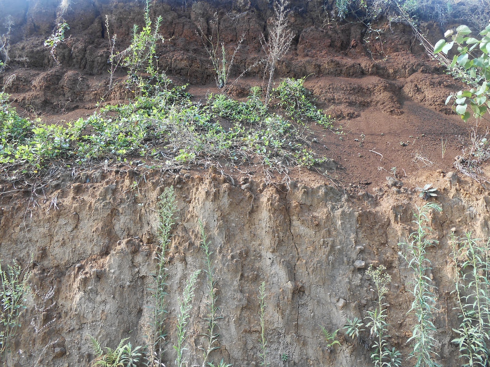 GEOGRAFI TANAH : HORIZON TANAH