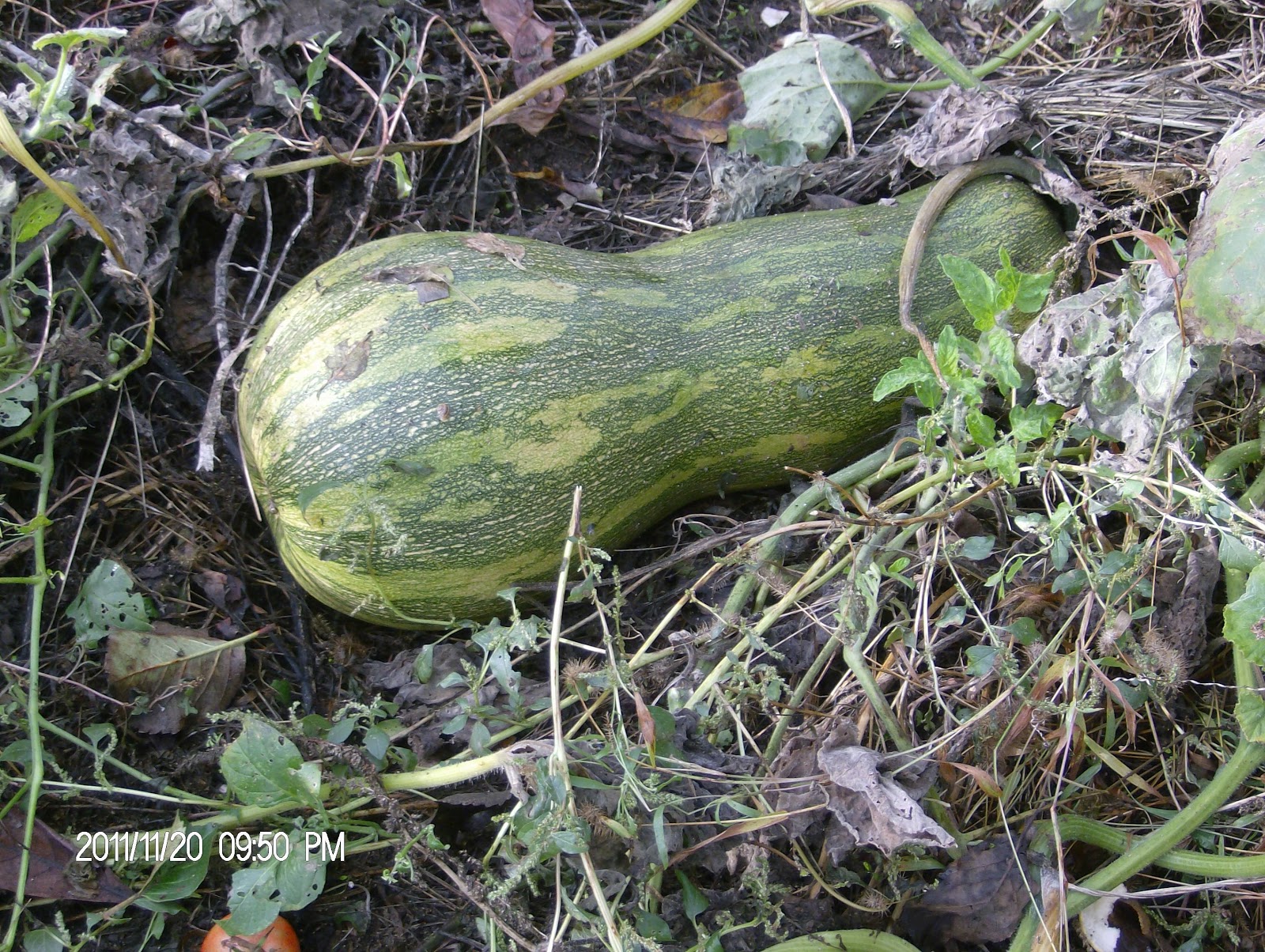 A HORTA DO JOÃO: Aboboras e mogangos
