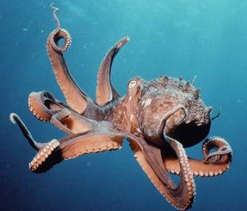 El Mundo Animal: Pulpo