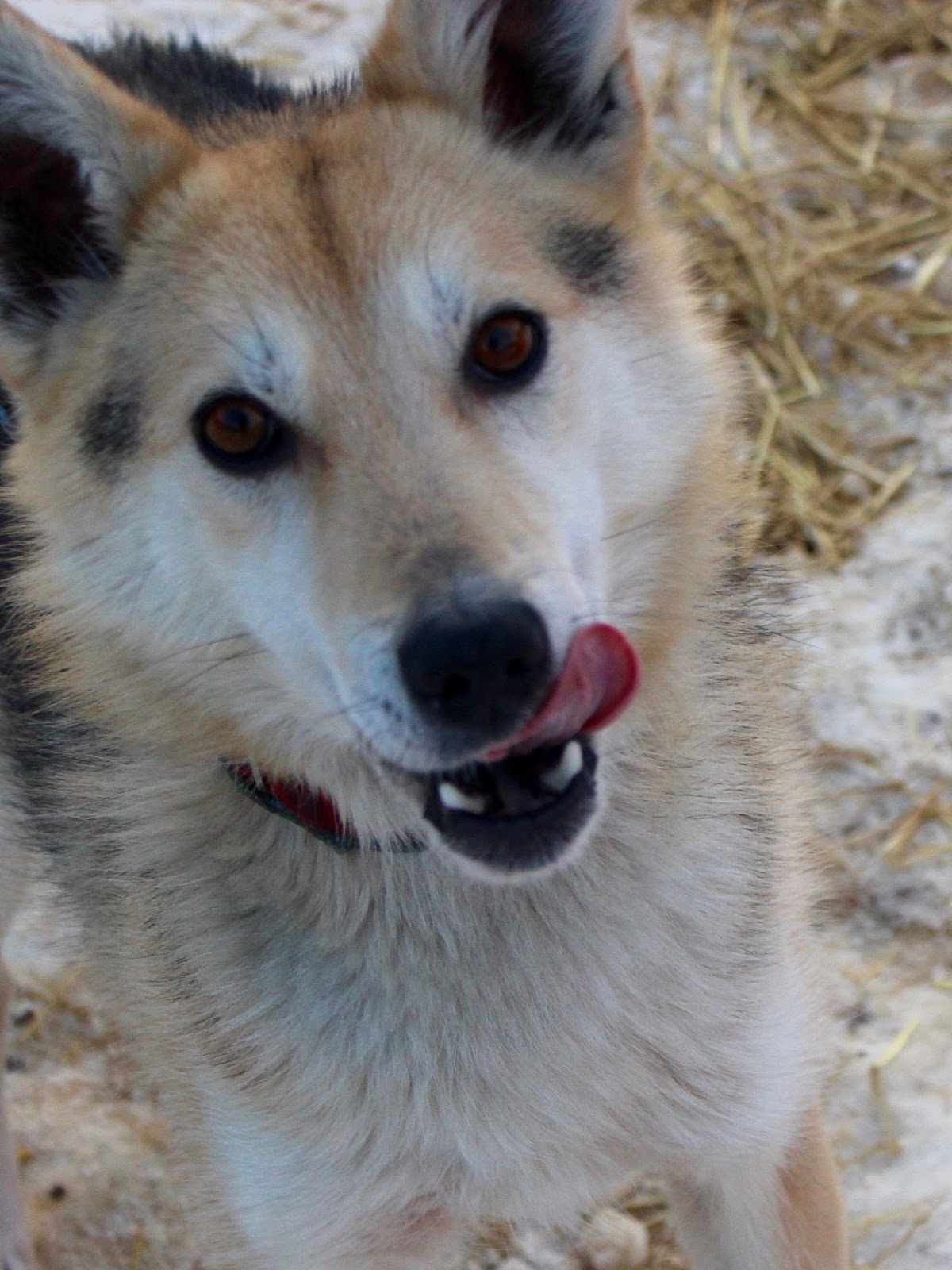 Chipper Wins Dog Fan Club Draw - SP Kennel