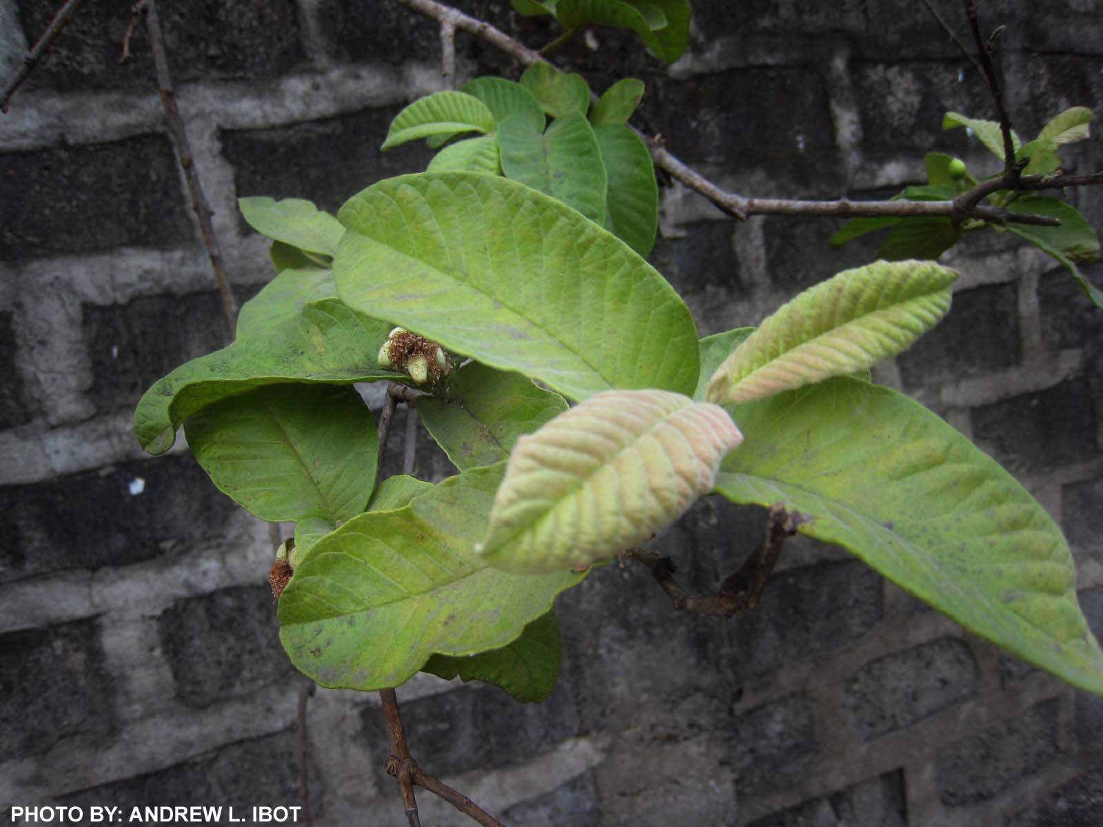 Ako si ANDREW IBOT!: Bayabas (Guava) - Halamang Gamot / Herbal Medicine