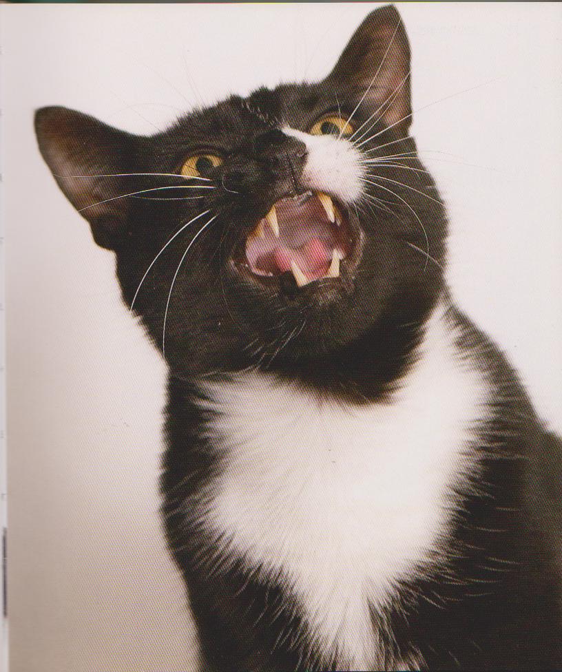 My Love And Sweet Love: Cat Body Language - 100 Ways To Read Their ...