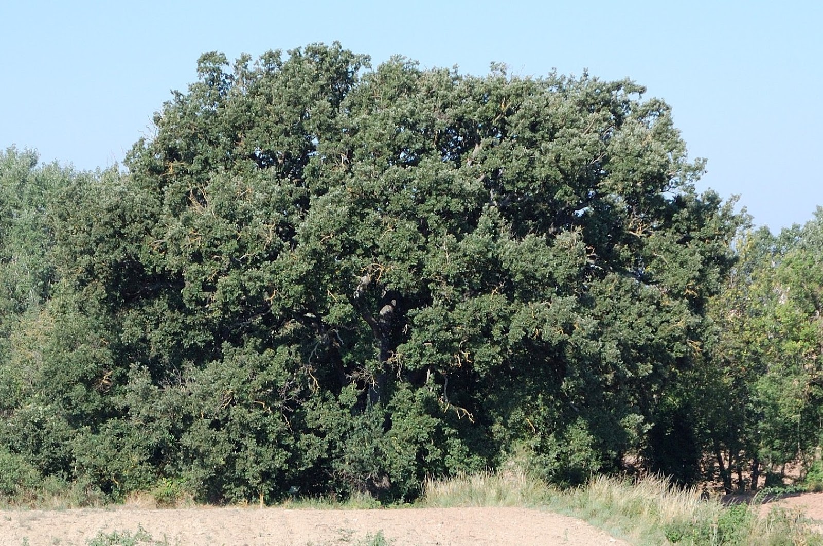 Blog d'una selenita: Roure del Masot (Moià)