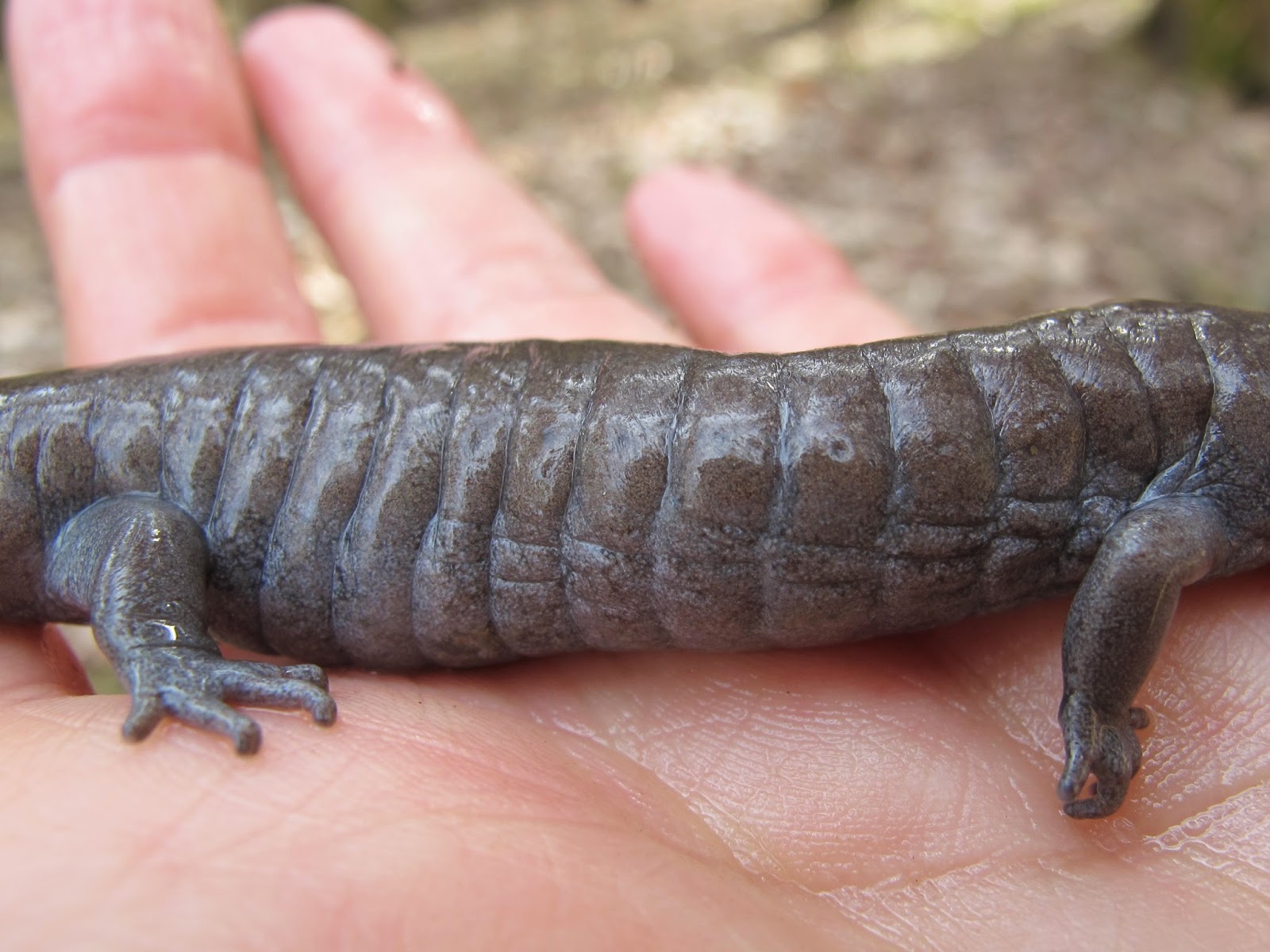 Blue Jay Barrens: Streamside Salamander