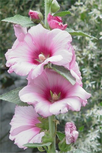 Q' Planta é Essa?: Alteia