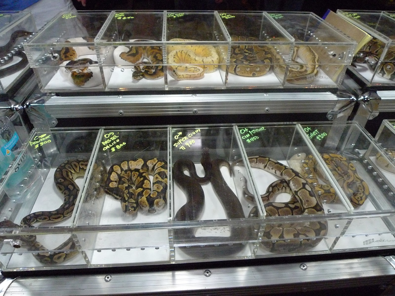 Paraherpetology: Repticon Dallas, Part 6: R.A.R.R., N.E.W.T.S., and the ...