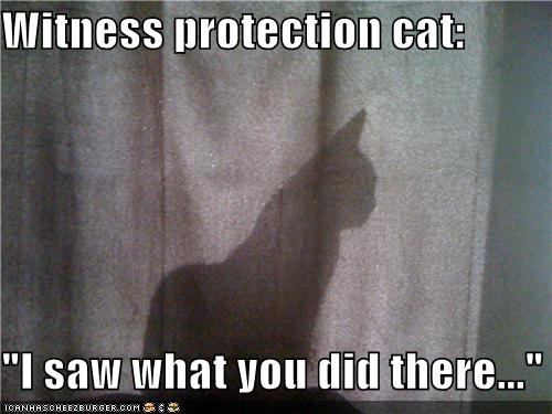 Beth is now fostering cats in the Witness Protection Program | Radio Gunk