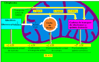 BIOQUÍMICA: Coenzimas y Vitaminas