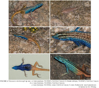 Species New to Science: [Herpetology • 2015] Platysaurus attenboroughi ...
