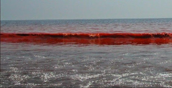 The phenomenon of the red sea : The phenomenon of the red sea
