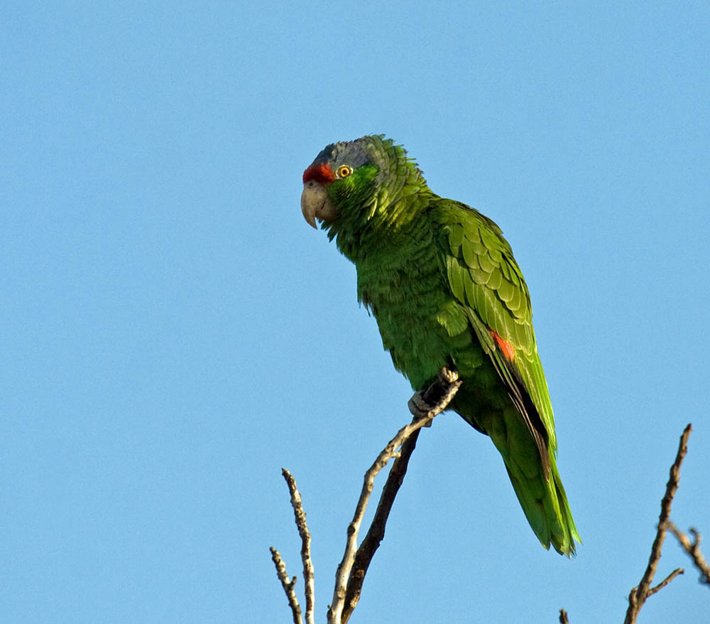 Red-crowned Parrot - Greg in San Diego