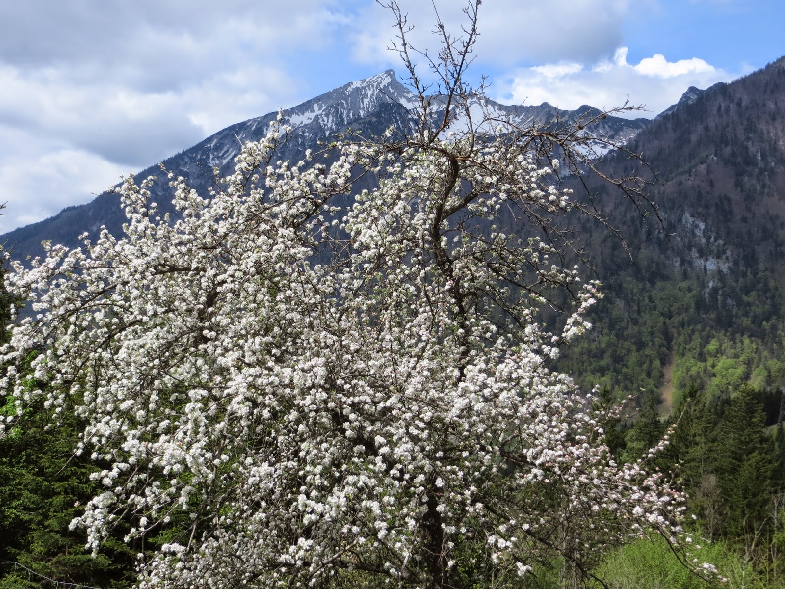 wollkisterl: Daheim ist daheim (dahoam is dahoam)