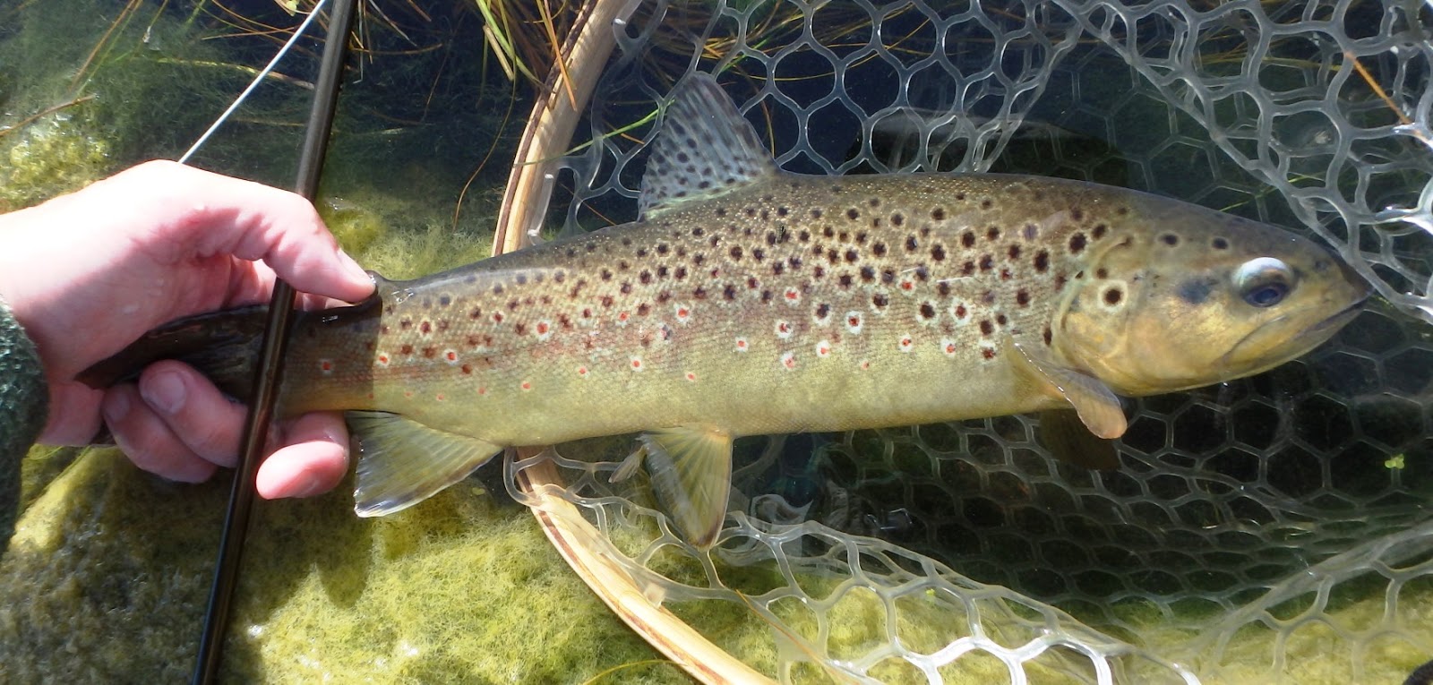 Mountains, Rivers, & Trout: October Summary: Fall Baetis Hatch (& Some ...