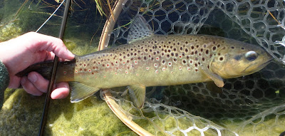 Mountains, Rivers, & Trout: October Summary: Fall Baetis Hatch (& Some ...