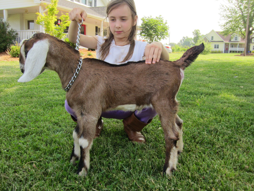 Flumgummerie Farm ~ a farmer's life for me: Own A Dairy Buck For Little ...