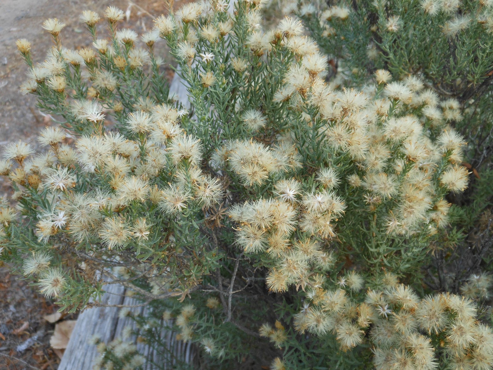 Trees That Please Nursery: 30 Days of Fall Foliage, Friday November 16th.
