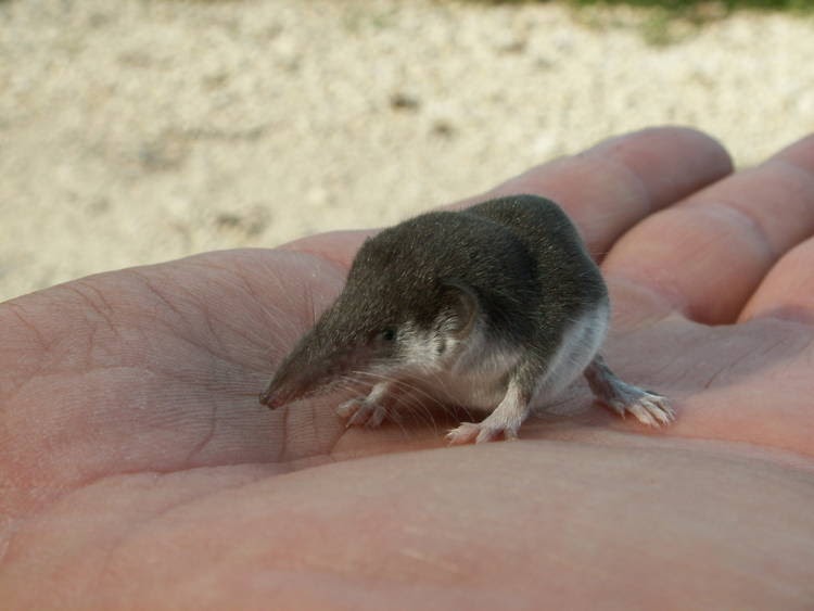 The Bee Journal: The Shrew is small but can take you down a peg