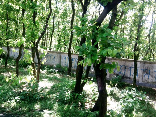 AMAZING BANGLADESH: BHAWAL NATIONAL PARK