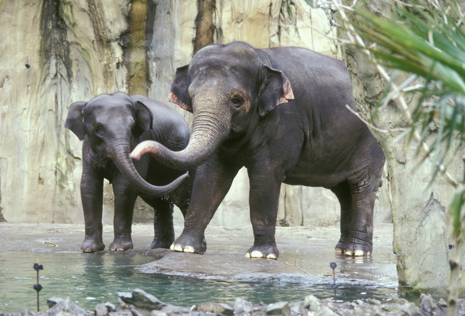 Animals Asian Elephant Photos Gallery