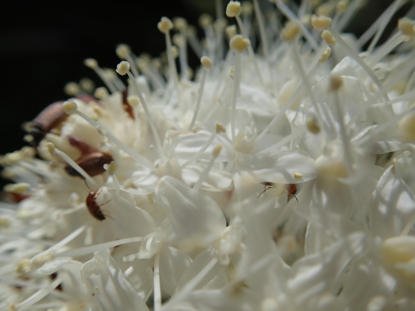 Casing Oregon: Wildflower Hikes: Gordon Meadows