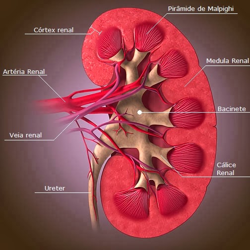 Fisiologia do Sistema Renal : Anatomia do Rim