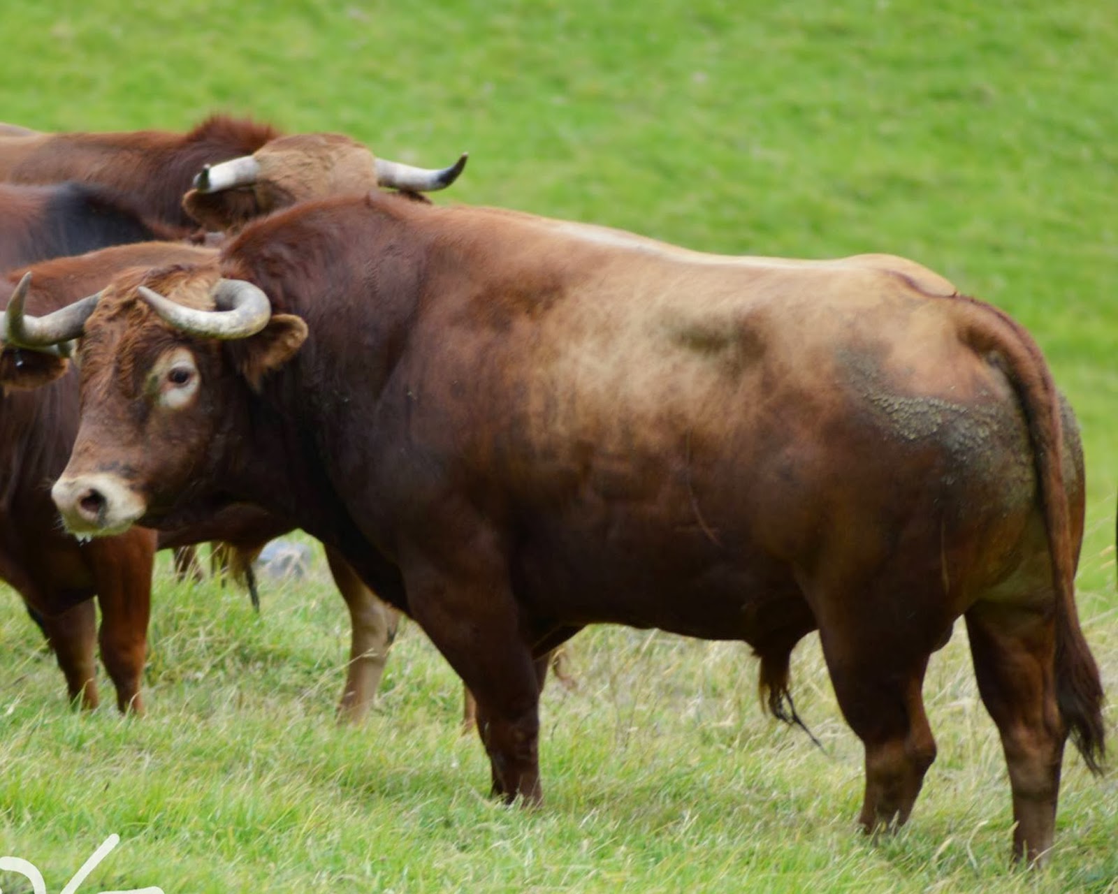 VUELTA AL RUEDO: Paispamba… donde impera el toro serio