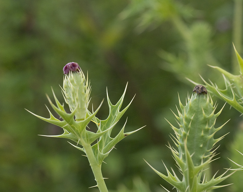 Paseos por la naturaleza: Argemone mexicana. Chicalote amarillo.