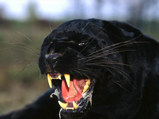 ANIMALES TERRESTRE: junio 2016