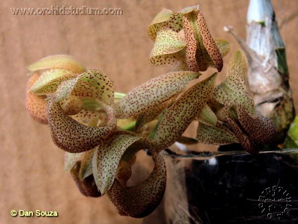 Álbum de Fotos: Nomes de orquideas.