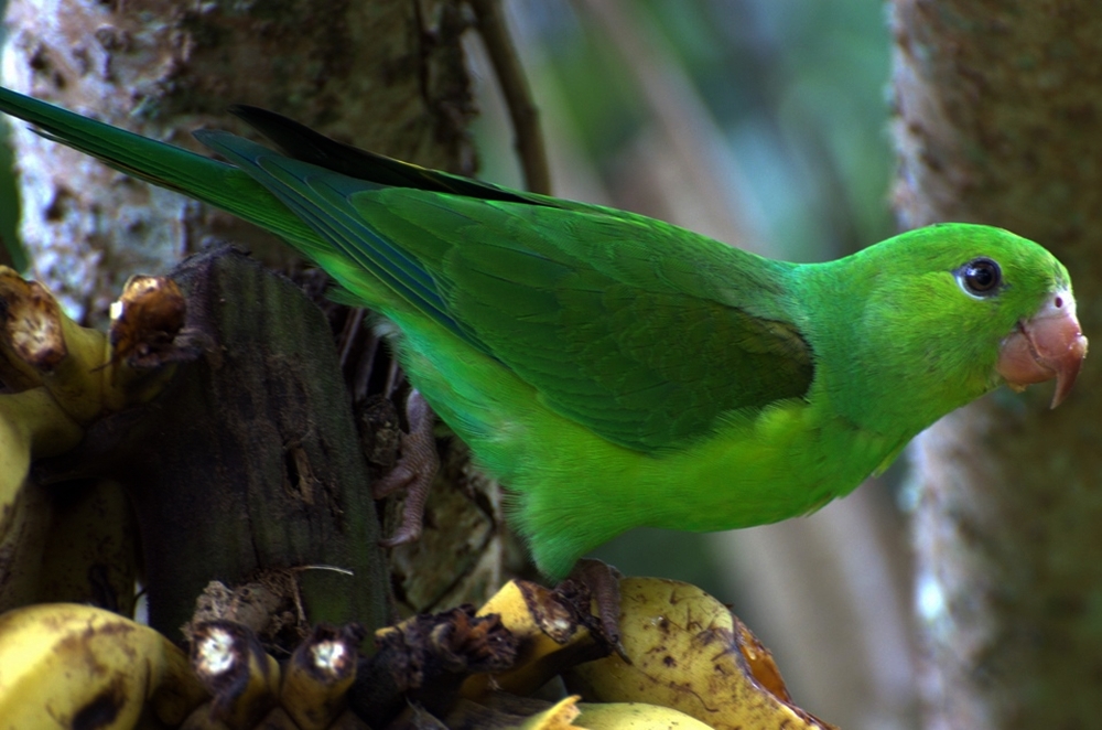 Blog do Edu Ambiental: Periquito verde