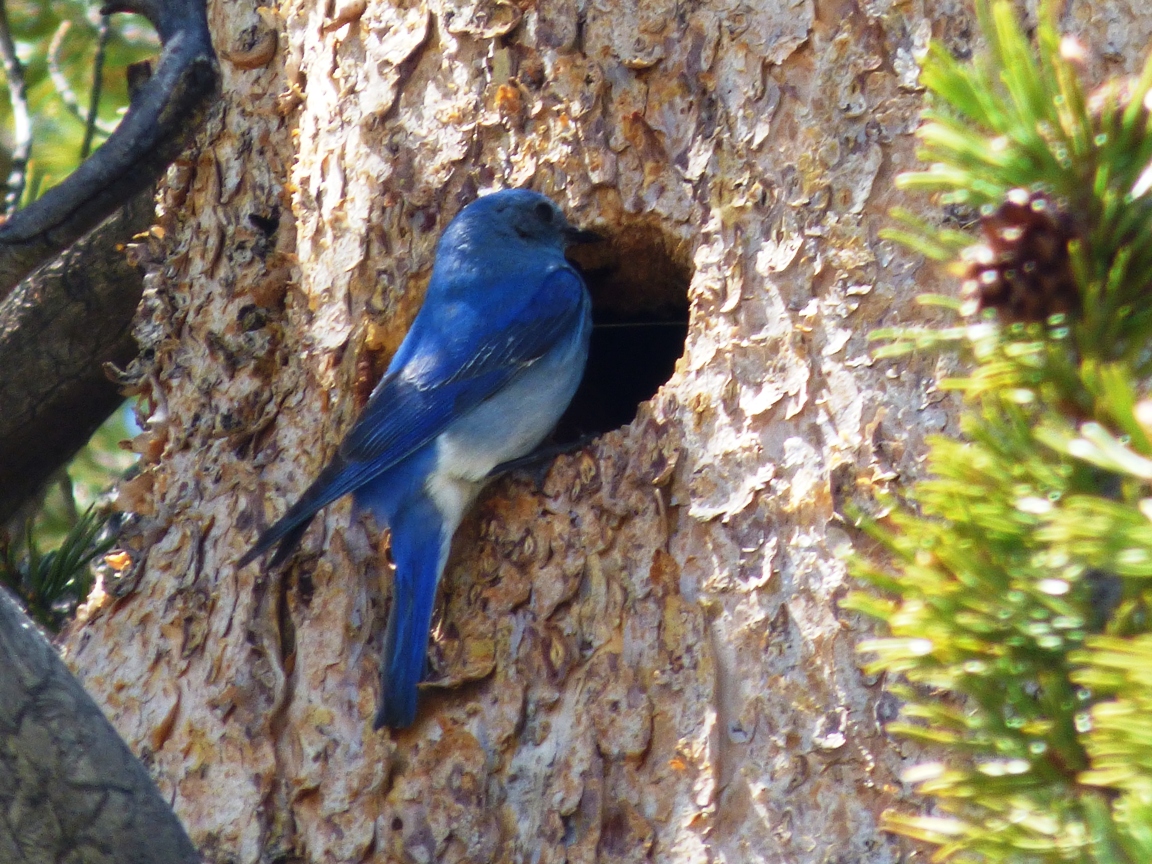 Geotripper's California Birds: Mountain Bluebirds Building Nests in ...