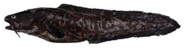 FILANAVAL: PECES DE CHILE ( Congrio Colorado )