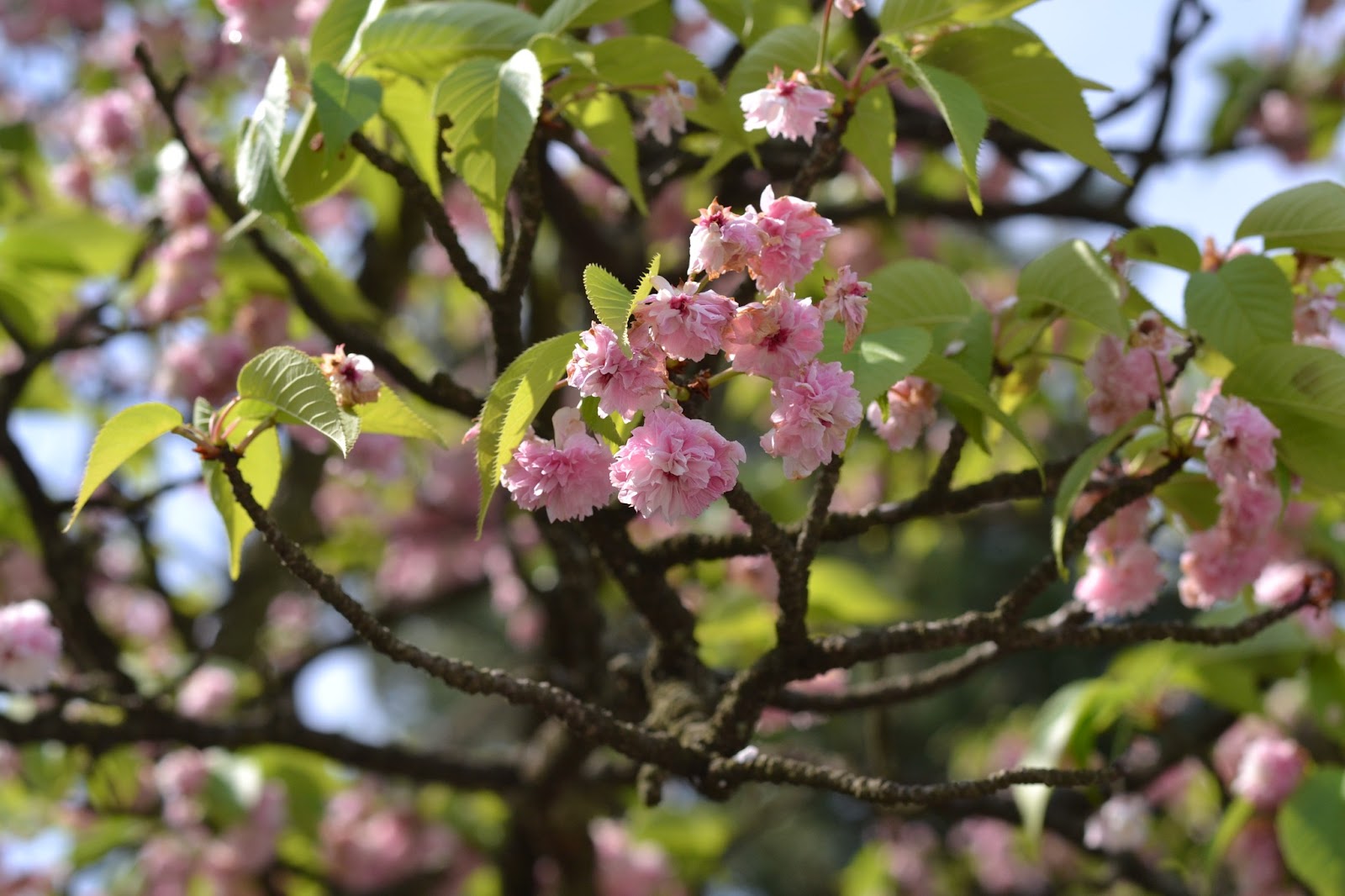 Victoria In Japan Land: Giant Matsu Tree: Kenrouken Gardens