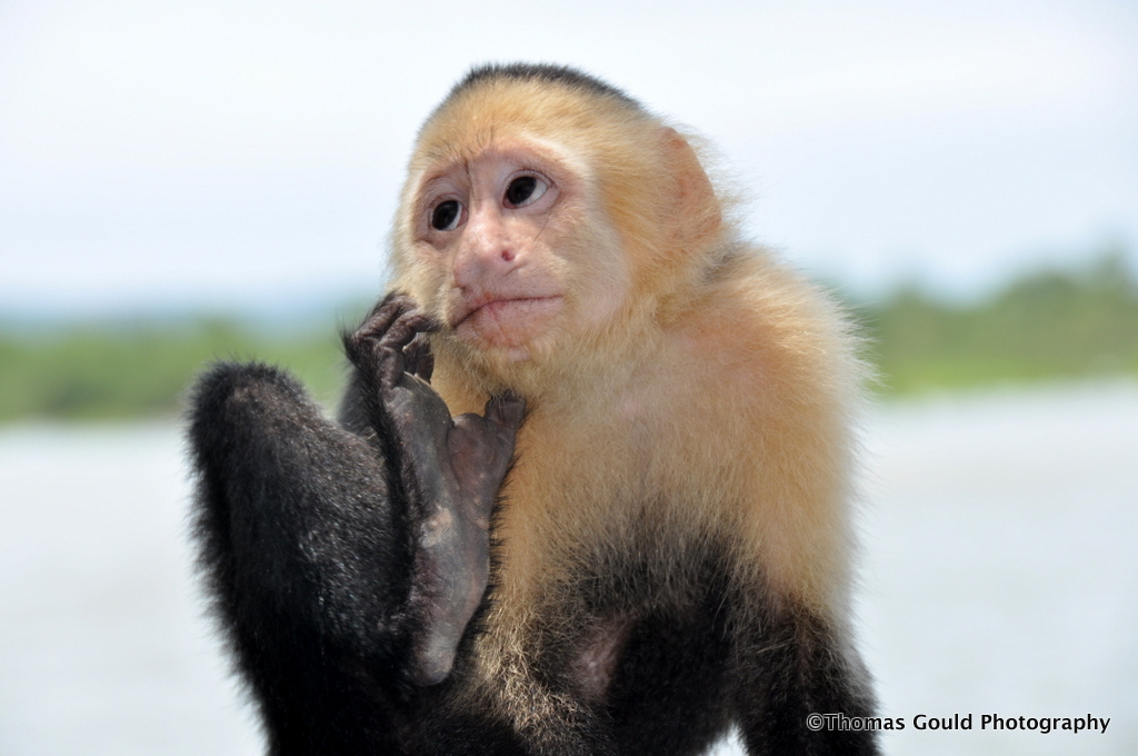 The Gould's Costa Rica Adventure